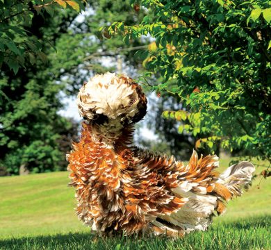 Absolutely Fabulous Fowl Photos: Book Excerpt - Hobby Farms