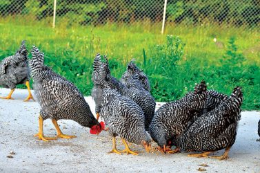 Heritage Breed Chickens: How to Choose - Hobby Farms