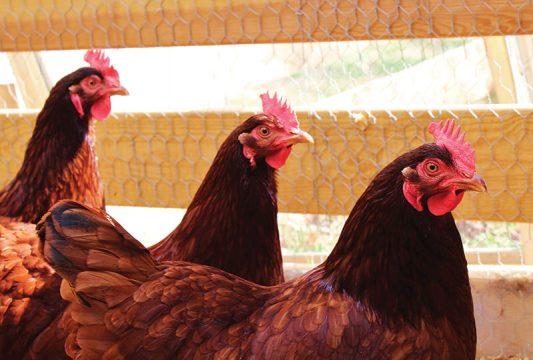 Heritage Breed Chickens: How to Choose - Hobby Farms