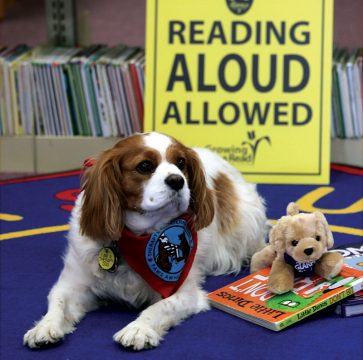 Farm Breeds Can Serve as Therapy Animals - Hobby Farms