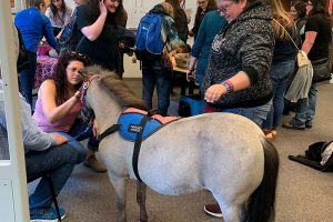 Farm Breeds Can Serve as Therapy Animals - Hobby Farms