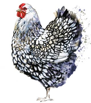 Historic Henhouse: What Were the Best Chicken Breeds a Century Ago ...