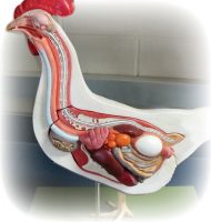 What Every Chicken-Keeper Should Know About the Crop - Hobby Farms