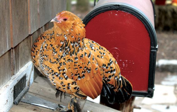 What Every Chicken-Keeper Should Know About the Crop - Hobby Farms