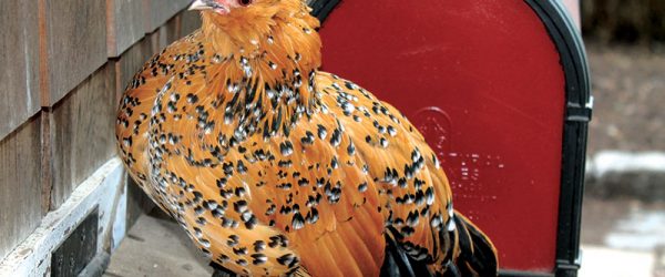 What Every Chicken-Keeper Should Know About the Crop - Hobby Farms