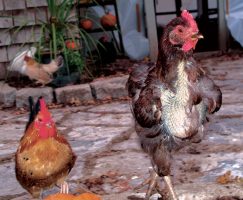 What Every Chicken-Keeper Should Know About the Crop - Hobby Farms