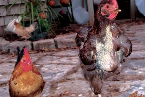 What Every Chicken-Keeper Should Know About the Crop - Hobby Farms