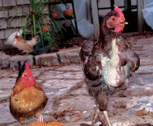 What Every Chicken-Keeper Should Know About the Crop - Hobby Farms