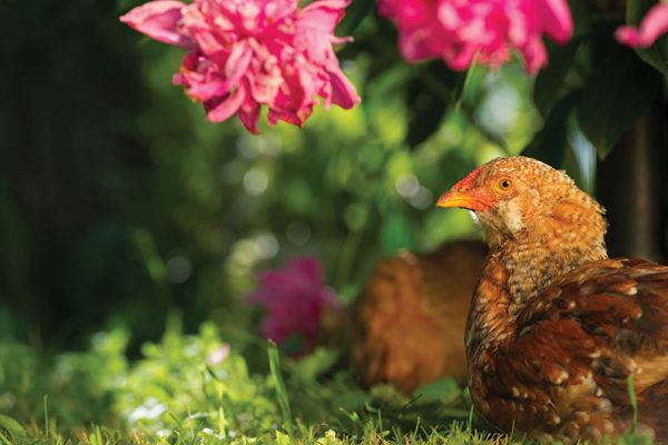 Chickens & Body Temperature: What You Need to Know - Hobby Farms