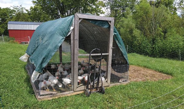 Broiler Chickens: 6 Tips to Raise Healthy Birds - Hobby Farms
