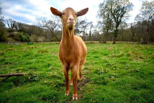 4 Uncommon Goat Breeds Perfect for Hobby Farms - Hobby Farms