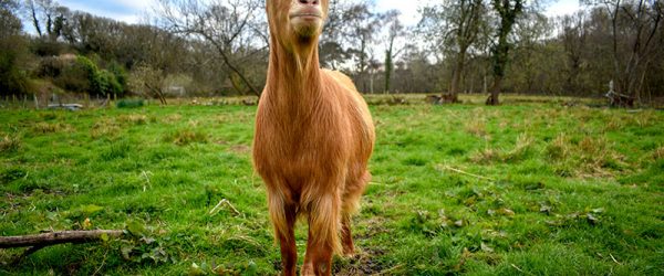 4 Uncommon Goat Breeds Perfect for Hobby Farms - Hobby Farms