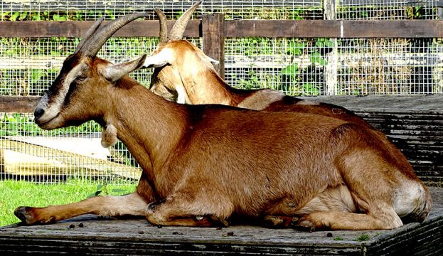 4 Uncommon Goat Breeds Perfect for Hobby Farms - Hobby Farms