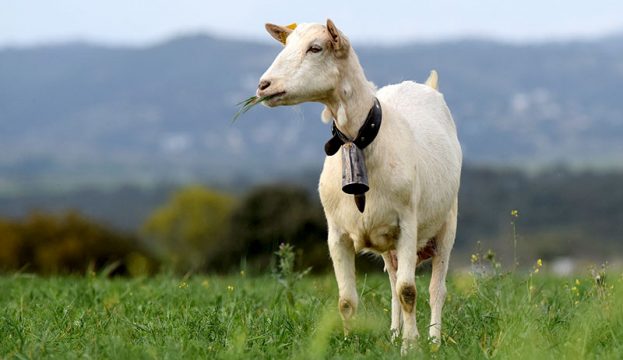 4 Uncommon Goat Breeds Perfect for Hobby Farms - Hobby Farms