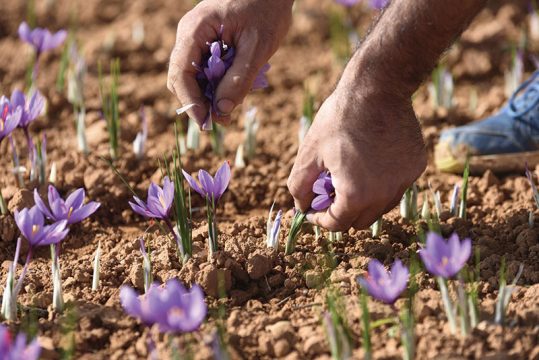 Cutting-Edge Crops: How to Grow and Sell Saffron - Hobby Farms