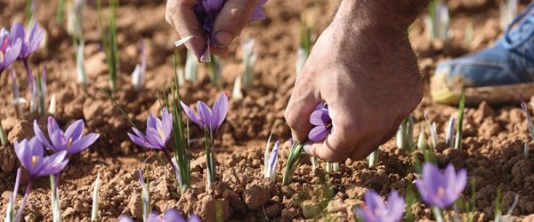 Cutting-Edge Crops: How to Grow and Sell Saffron - Hobby Farms