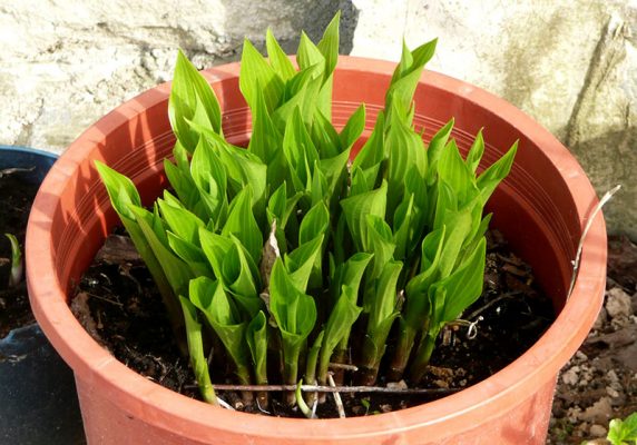 Hostas: The Leafy Green You Didn’t Know You Could Eat - Hobby Farms