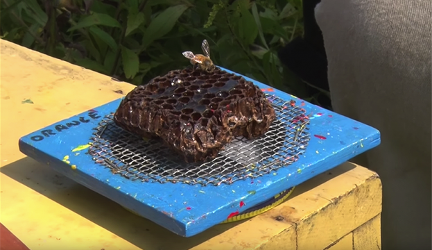 Bee Hunting: A Modern Twist on an Old Practice - Hobby Farms