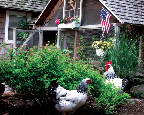 When the Heat Is On: Keep Your Chickens Cool in Summer - Hobby Farms