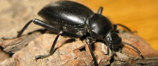 How to Combat 3 Insects That Commonly Infest Chicken Coops - Hobby Farms