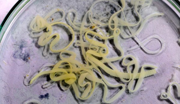 A Guide to Treating Internal Parasites in Chickens - Hobby Farms