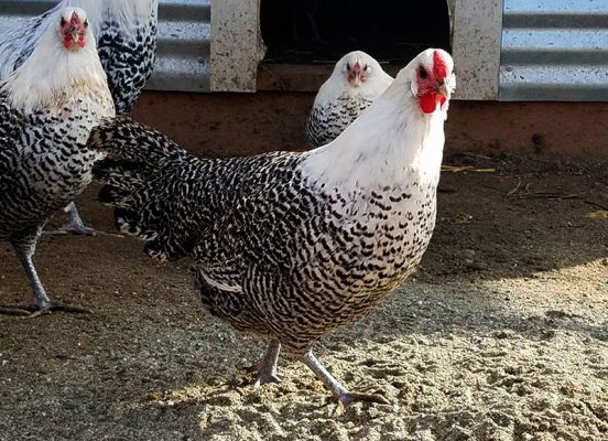 4 Unusual European Chicken Breeds for Your Flock - Hobby Farms