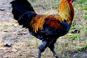 4 Unusual European Chicken Breeds for Your Flock - Hobby Farms
