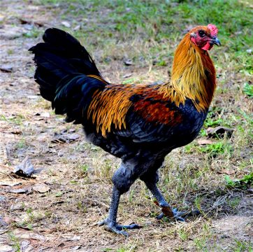 4 Unusual European Chicken Breeds for Your Flock - Hobby Farms