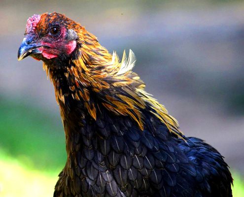 4 Unusual European Chicken Breeds for Your Flock - Hobby Farms