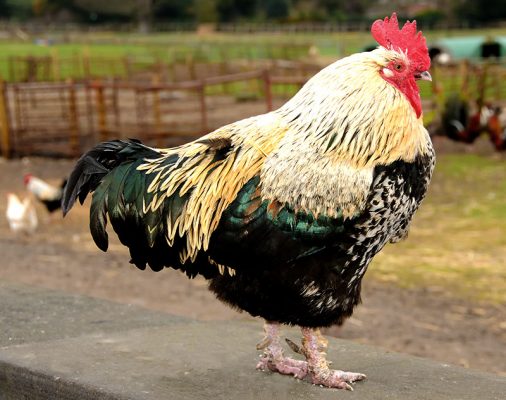 4 Unusual European Chicken Breeds for Your Flock - Hobby Farms