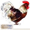4 Unusual European Chicken Breeds for Your Flock - Hobby Farms