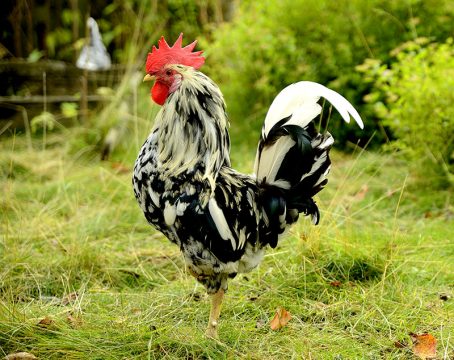 4 Unusual European Chicken Breeds for Your Flock - Hobby Farms