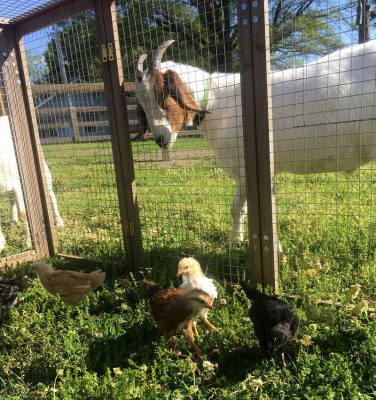 How to Choose the Best Pasture Mates for Goats - Hobby Farms