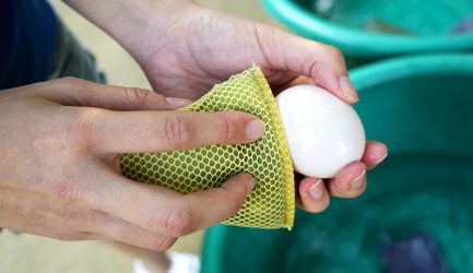 4 Ways to Clean Fresh Eggs Before You Eat Them - Hobby Farms