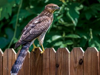 Protect Your Chickens From Predators - Hobby Farms