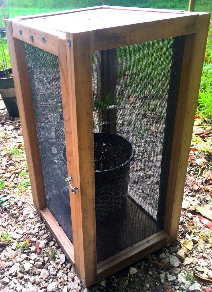 monarch-butterfly-cage - Hobby Farms