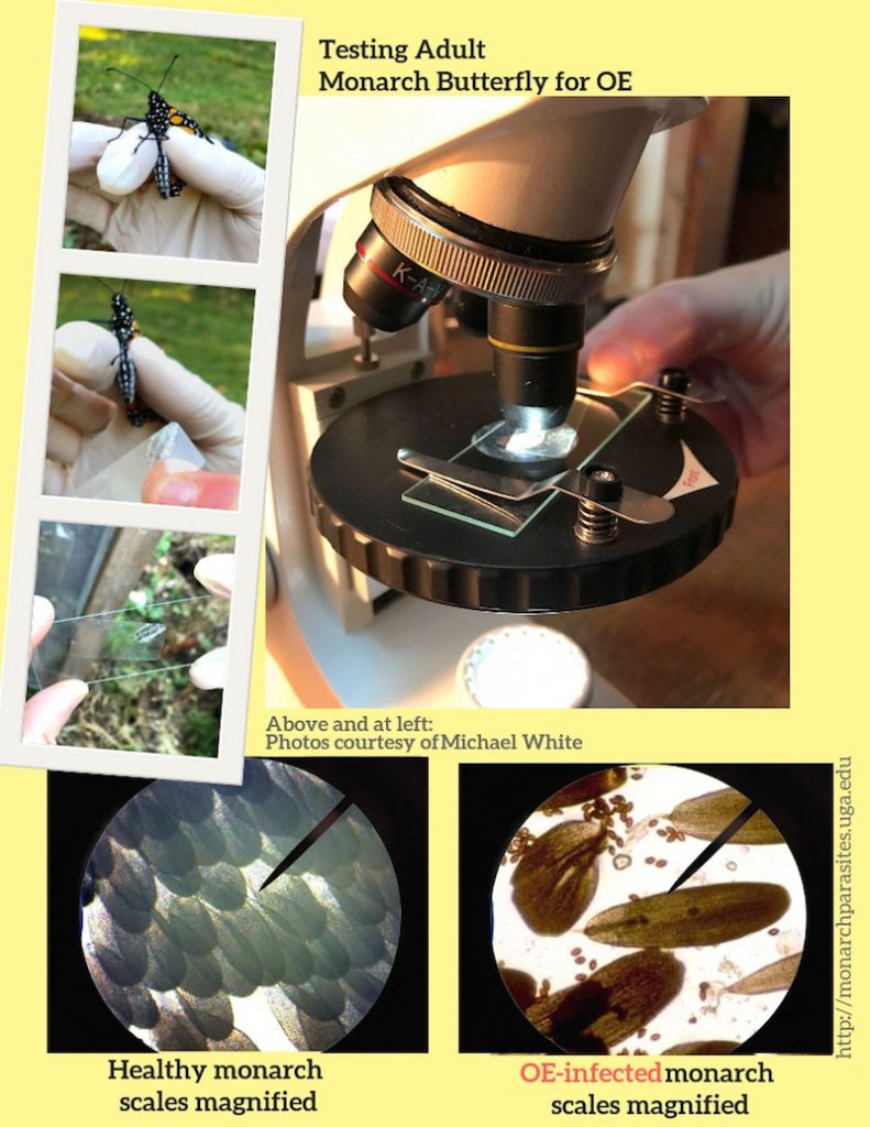 Learn to Responsibly Raise Monarch Butterflies - Hobby Farms