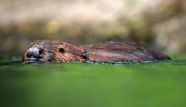 Making Soil From Rock: Observing Nature at Work - Hobby Farms