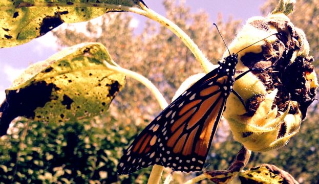 Want to Help Save the Monarch? Be a Citizen Scientist - Hobby Farms