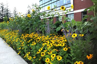 College Campuses Participate in Protecting Pollinators - Hobby Farms