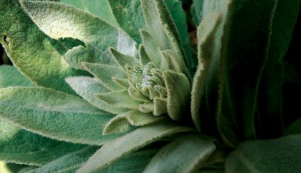 Learn the Many Uses of Mullein, a Winter Wonder - Hobby Farms