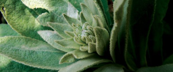 Learn the Many Uses of Mullein, a Winter Wonder - Hobby Farms
