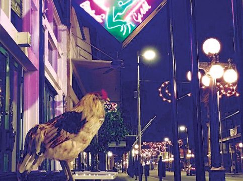 Meet the Favored Florida Fowls of Ybor City - Hobby Farms