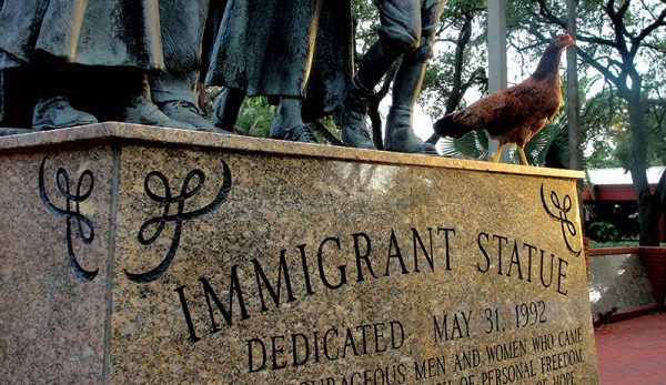 Meet the Favored Florida Fowls of Ybor City - Hobby Farms