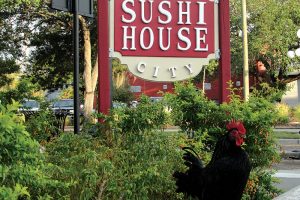 Meet the Favored Florida Fowls of Ybor City - Hobby Farms