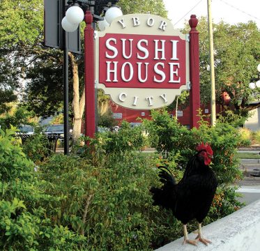Meet the Favored Florida Fowls of Ybor City - Hobby Farms
