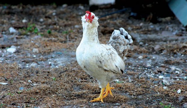Meet the Favored Florida Fowls of Ybor City - Hobby Farms