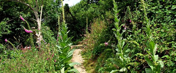 Learn the Many Uses of Mullein, a Winter Wonder - Hobby Farms