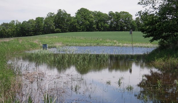 Build A Pond With Ducks—And Other Wildlife—In Mind - Hobby Farms
