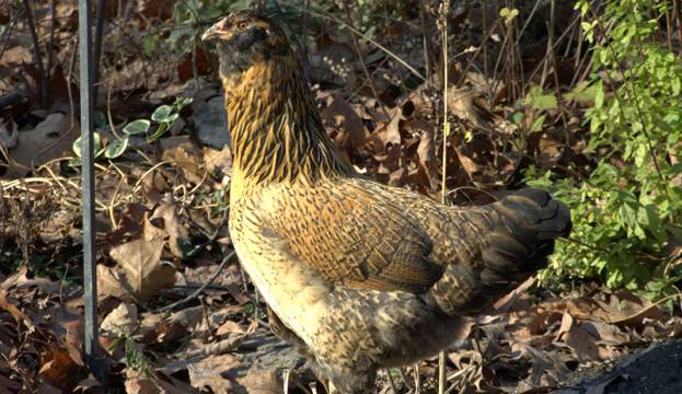 Find The Right Chicken Breed For Your Personality - Hobby Farms